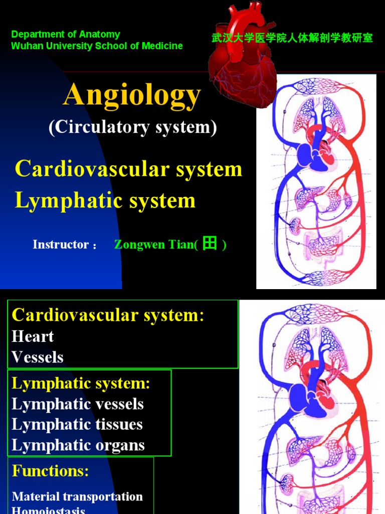Angiology: (Circulatory System) | PDF | Heart Valve | Coronary Circulation