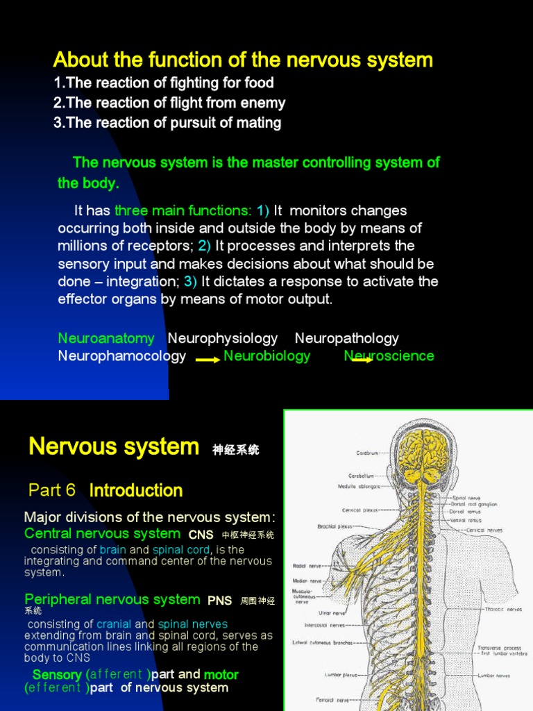 Introduction and Spinal Cord | PDF | Spinal Cord | Vertebral Column