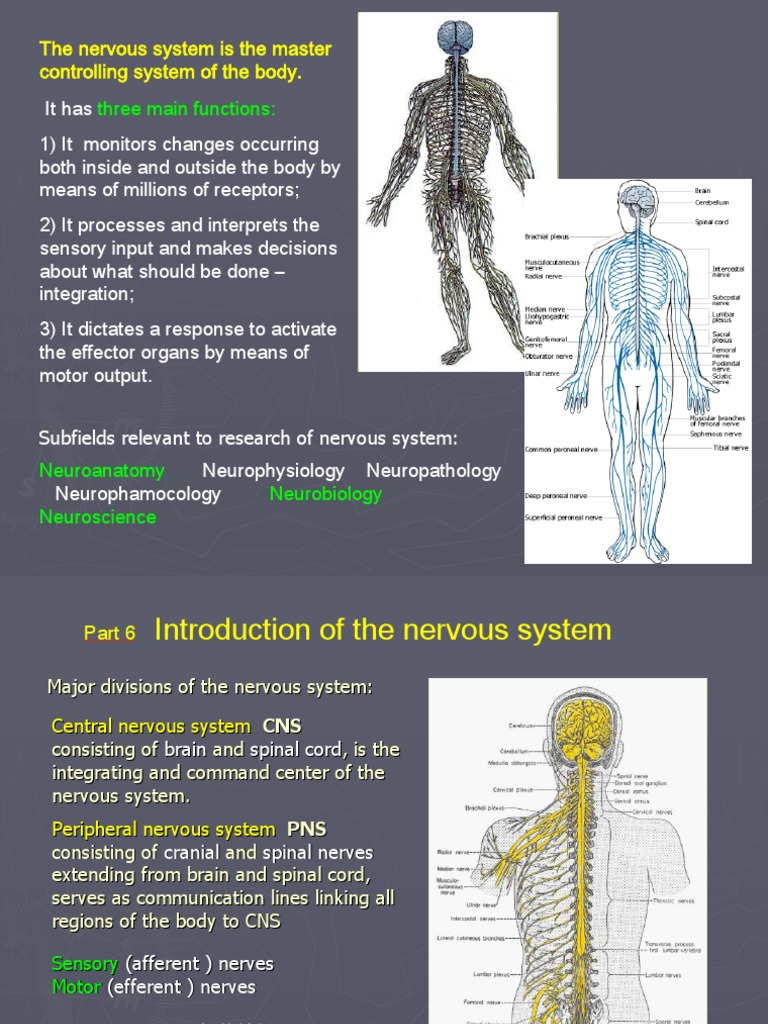 Three Main Functions:: The Nervous System Is The Master Controlling ...