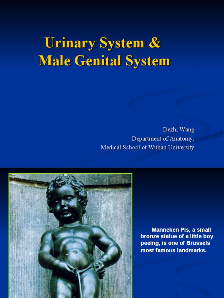 Urinary and Male Genital Systems Overview | PDF | Urinary Bladder | Kidney