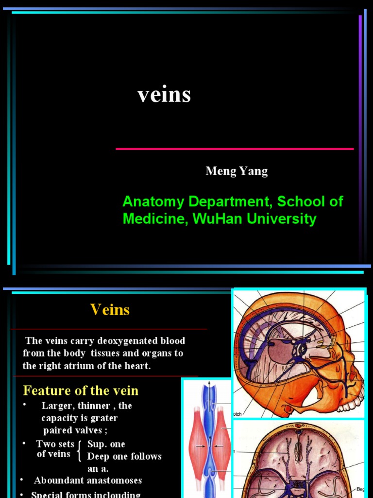 Vein | PDF | Vein | Angiology