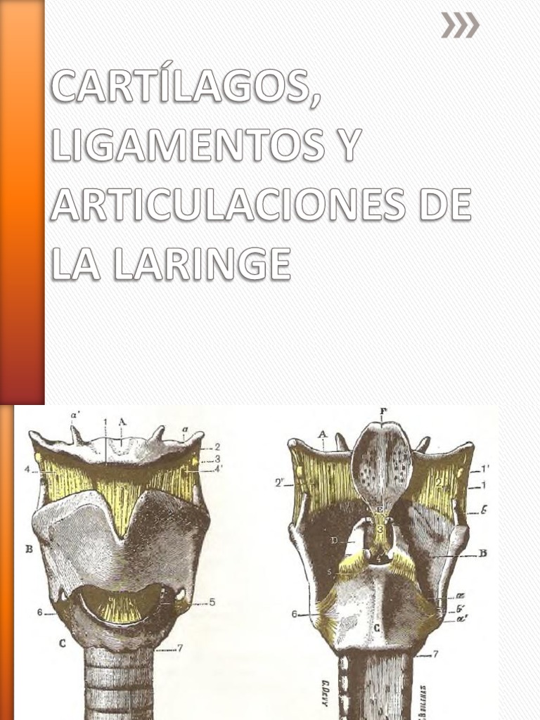 Cartílagos, Ligamentos y Articulaciones de La Laringe | PDF ...
