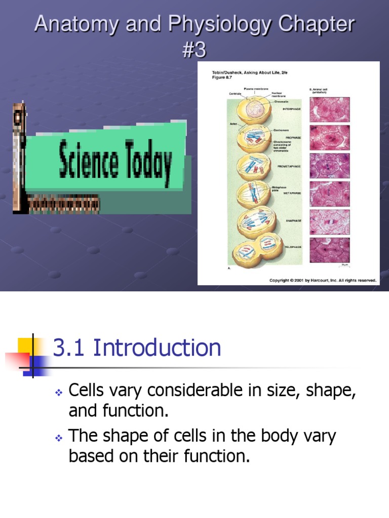 Anatomy of Cells in Chapter 3 | PDF | Endoplasmic Reticulum | Cell ...