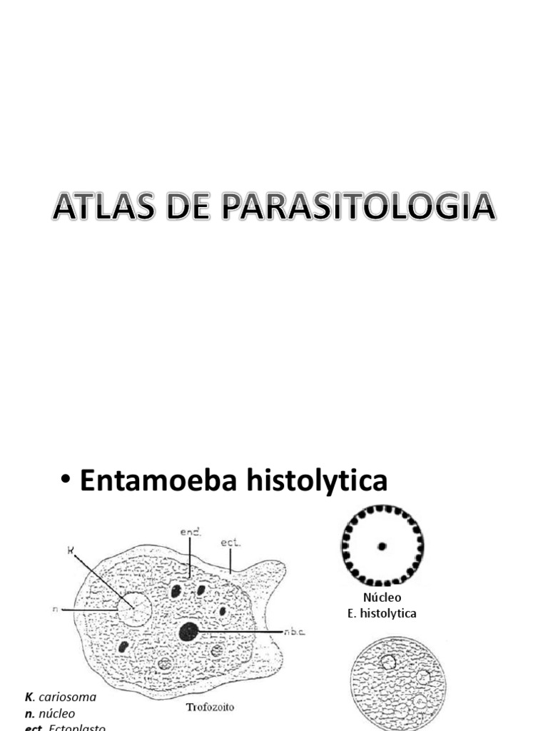 Atlas Parasitologia | PDF