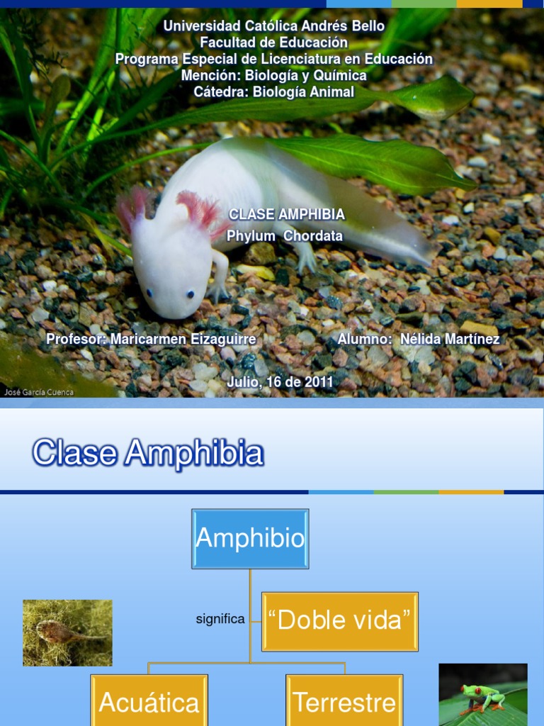 Clase Amphibia. Phylum Chordata | PDF | Anfibio | Rana