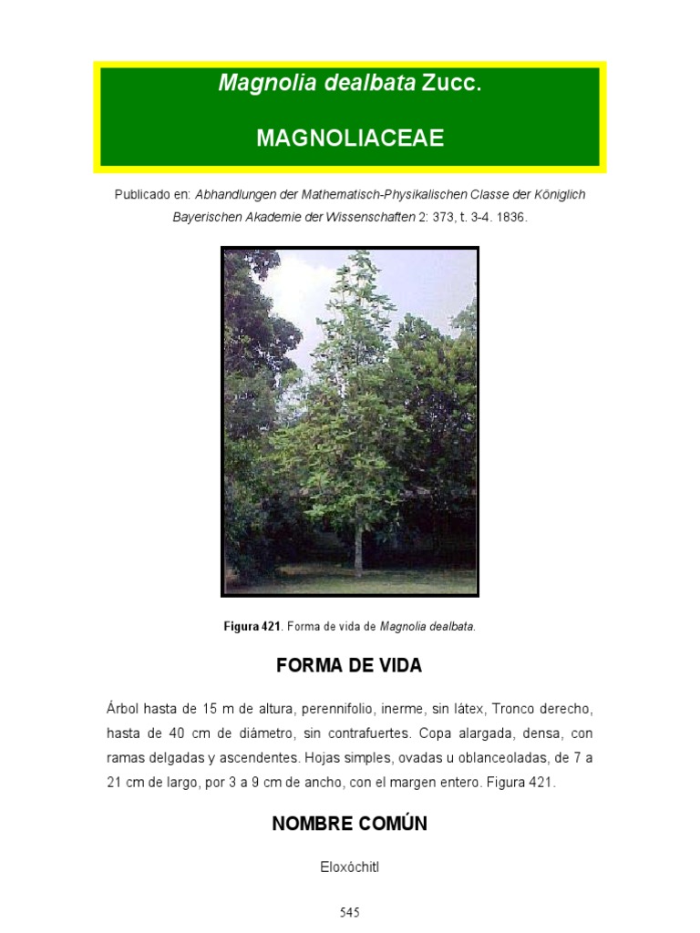 Eloxóchitl-Magnolia dealbata | PDF | Semilla | Arquitectura del Paisaje