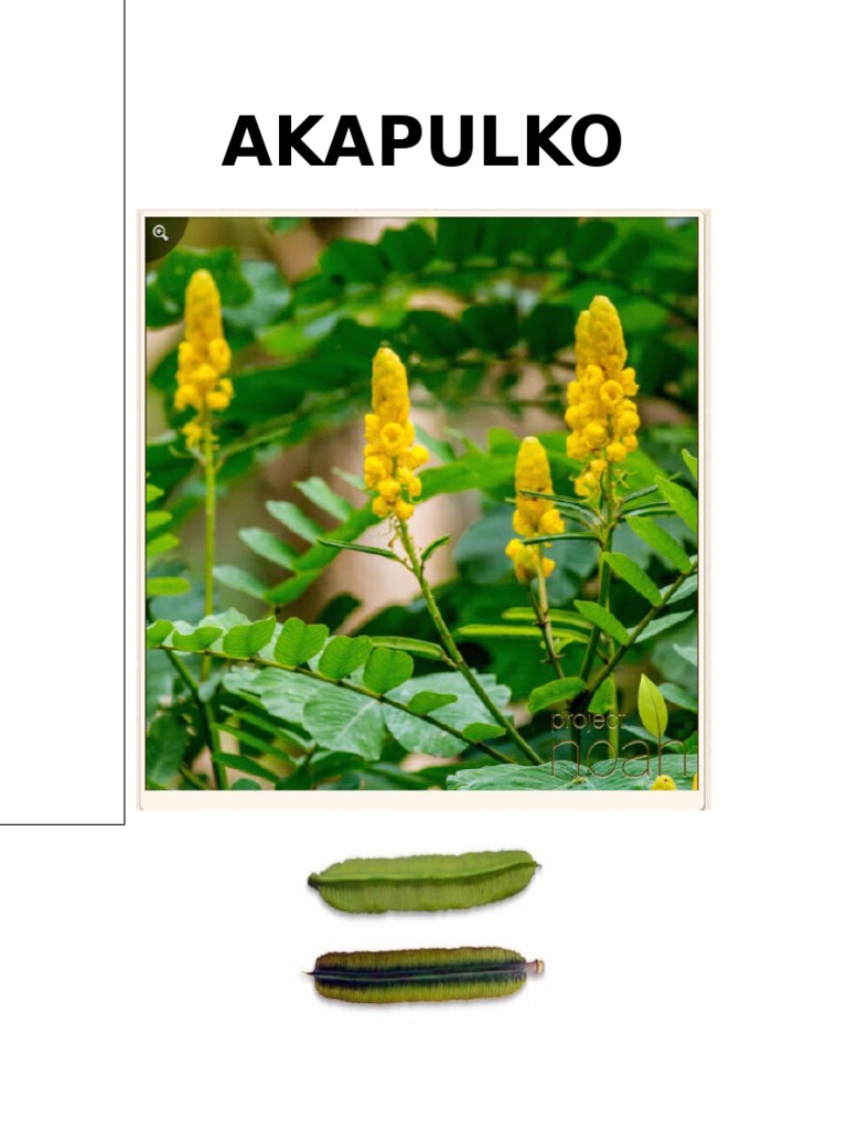 CHN Akapulko | PDF | Indigestion | Nausea