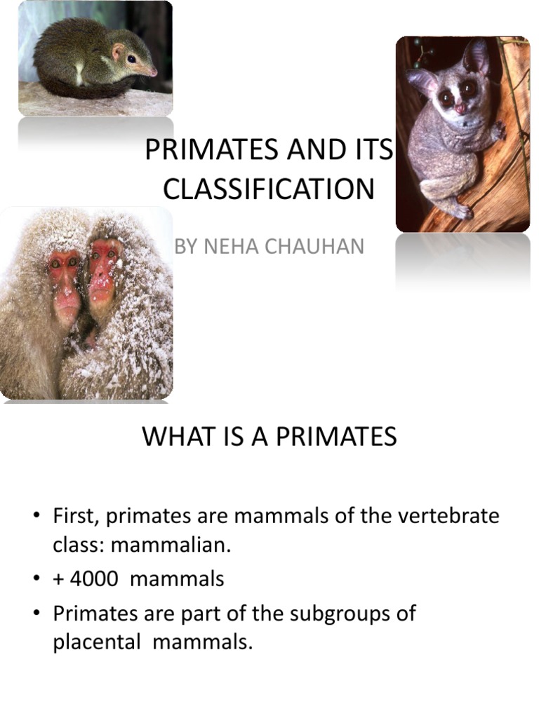 Primates and Its Classification | PDF | Ape | Monkey
