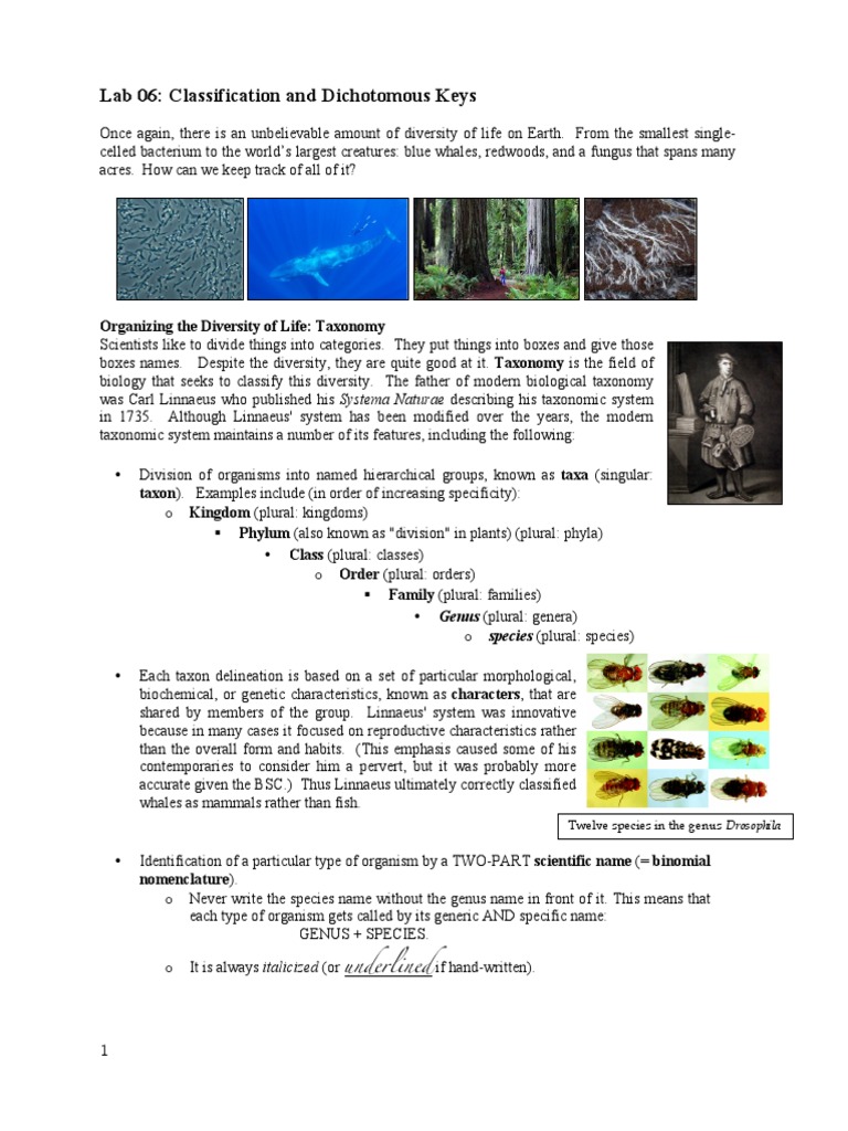 Taxonomy and Dichotomous Keys Explained | PDF | Taxonomy (Biology) | Bears