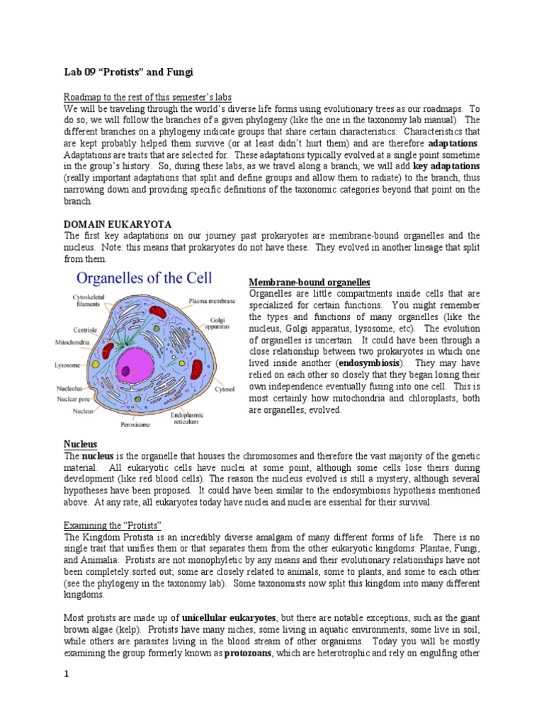 Lab 09 Protists and Fungi | PDF | Fungus | Eukaryotes