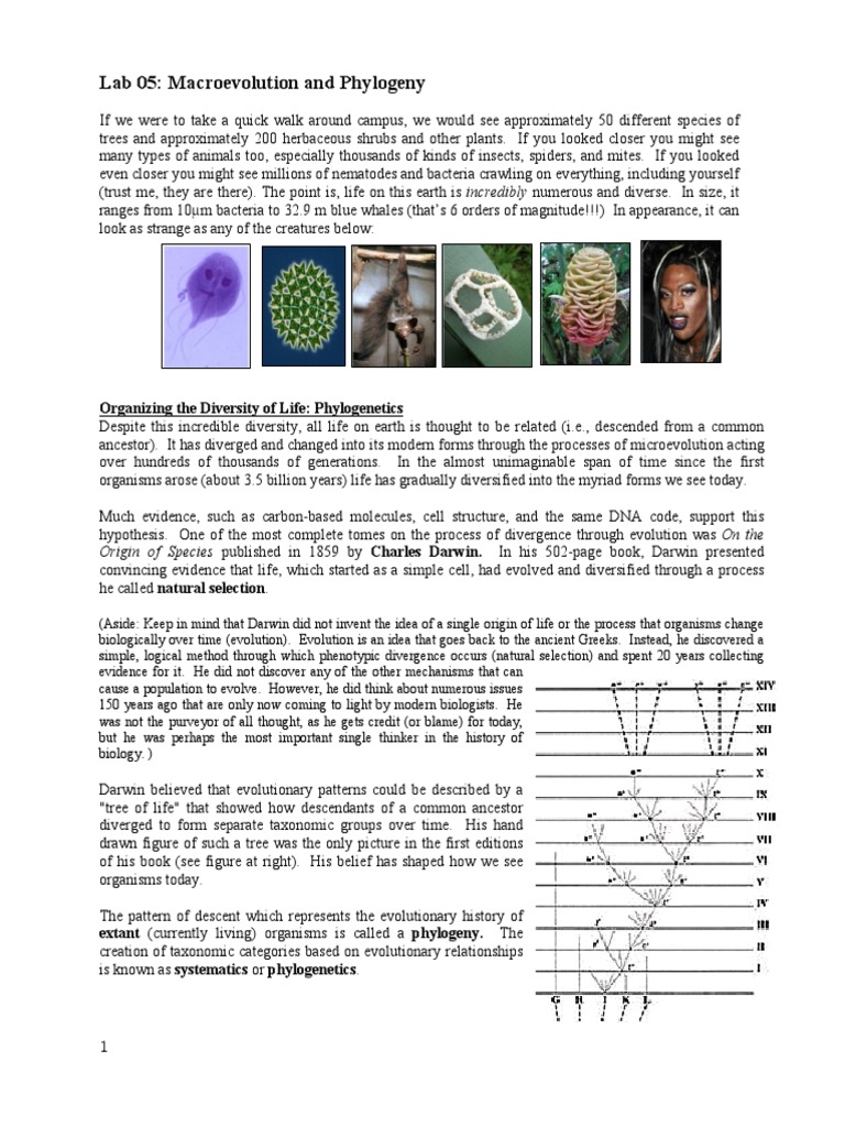 Lab 05 Macroevolution | PDF | Phylogenetic Tree | Evolution