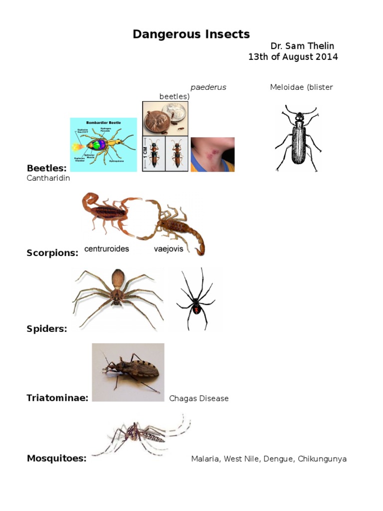 Dangerous Insects and Their Risks | PDF