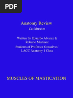 Muscle OIA | PDF | Vertebral Column | Vertebra