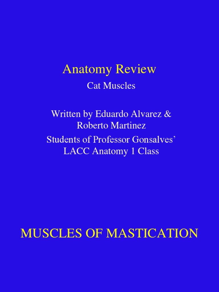 Anatomy Muscles of Cat | PDF | Lower Limb Anatomy | Musculoskeletal System
