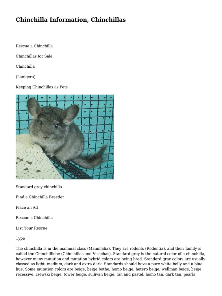 Chinchilla Information, Chinchillas | PDF | Nature
