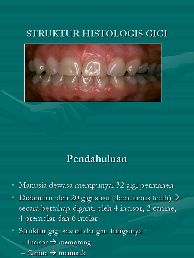 Struktur Dan Histologis Gigi | PDF