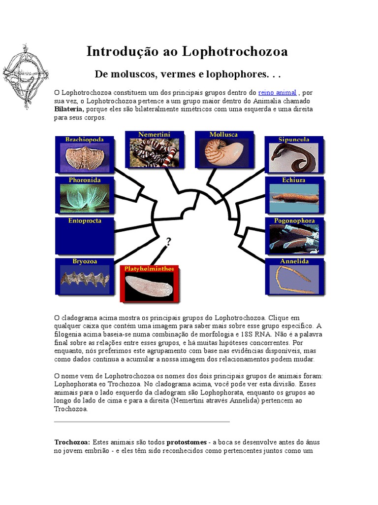Introdução ao Lophotrochozoa | PDF | Insetos | Nematoda