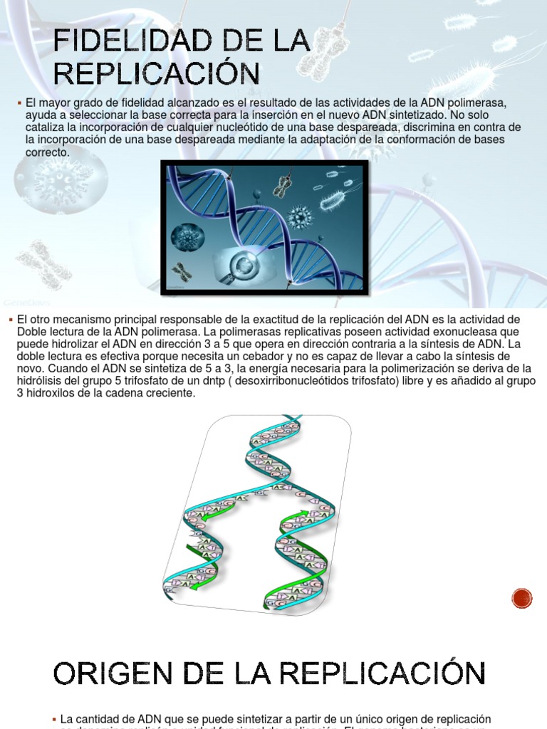 Fidelidad de La Replicación | PDF | Replicación De Adn | Adn