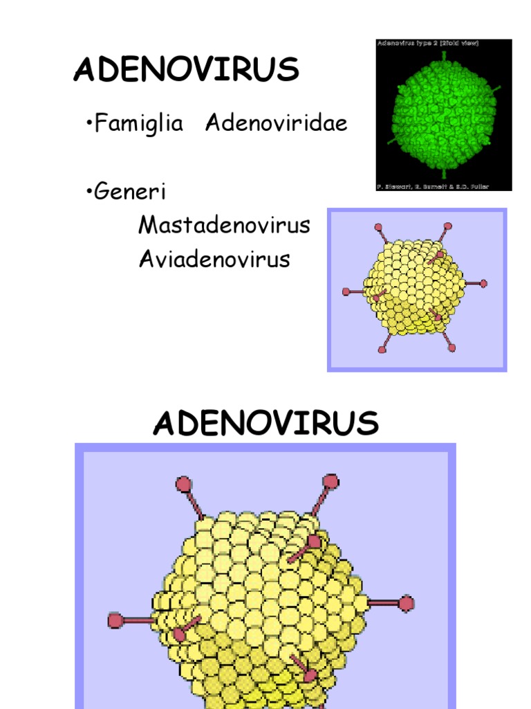 Adenovirus | PDF