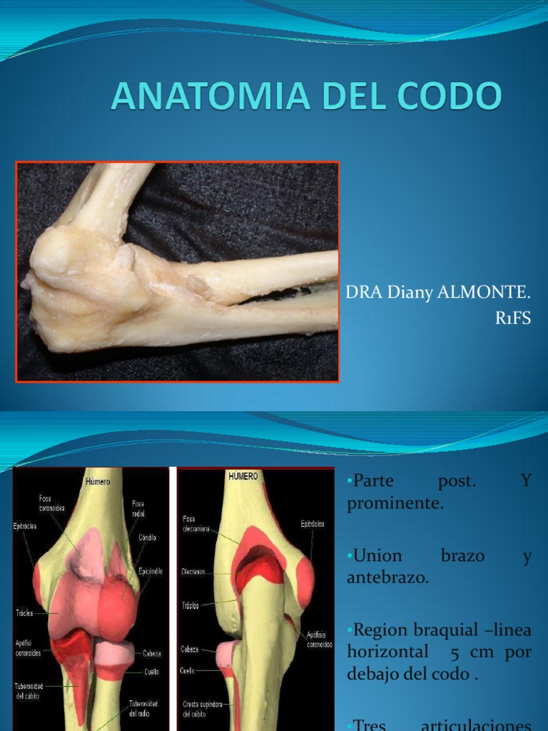 Anatomia Del Codo | Descargar gratis PDF | Codo | Extremidades (anatomía)