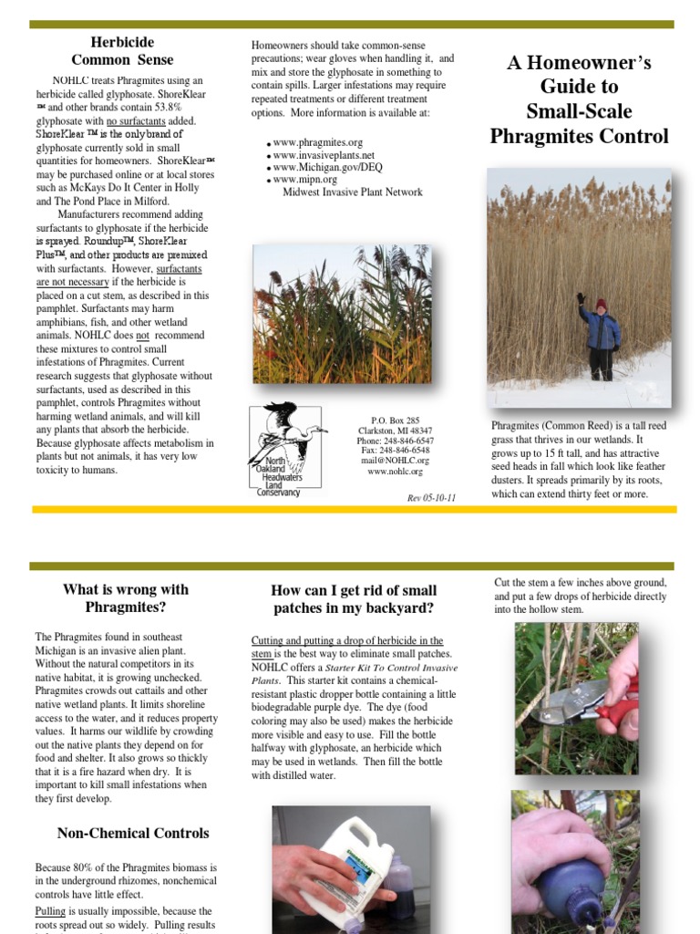 Homeowners Guide to Phragmites Control | Herbicide | Invasive Species