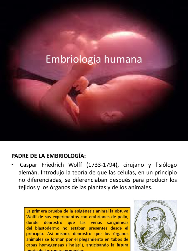 Embriología Humana | PDF | Implantación (embrión humano) | Biología Celular