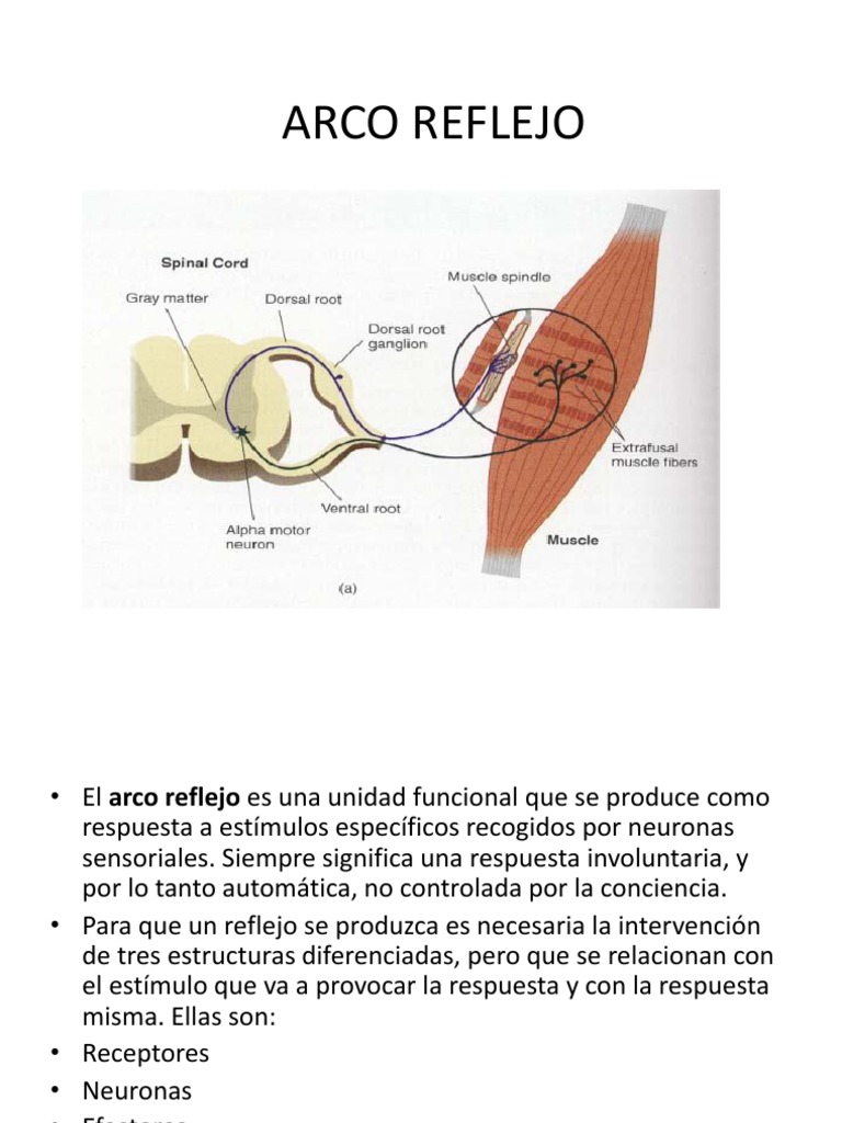 Arco Reflejo | PDF | Anatomía humana | Neuroanatomía