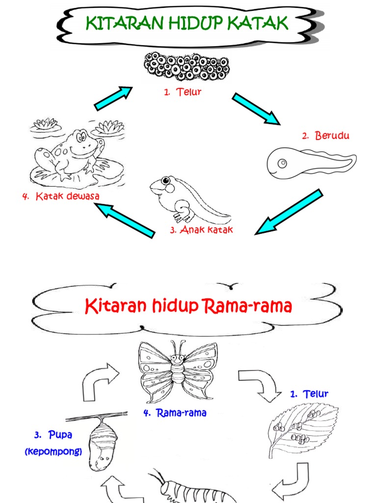 SAINS - Kitaran Hidup Haiwan | PDF