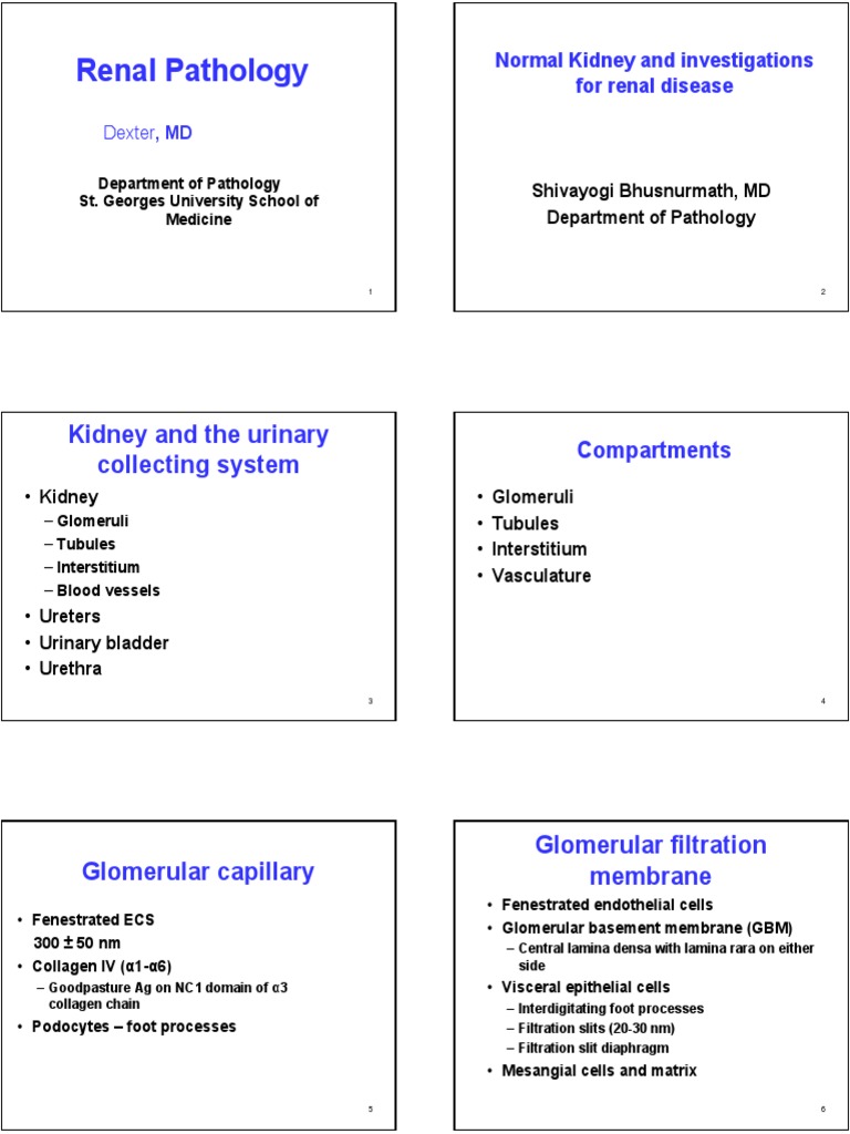 Renal Pathology: Kidney and The Urinary Collecting System | Download ...