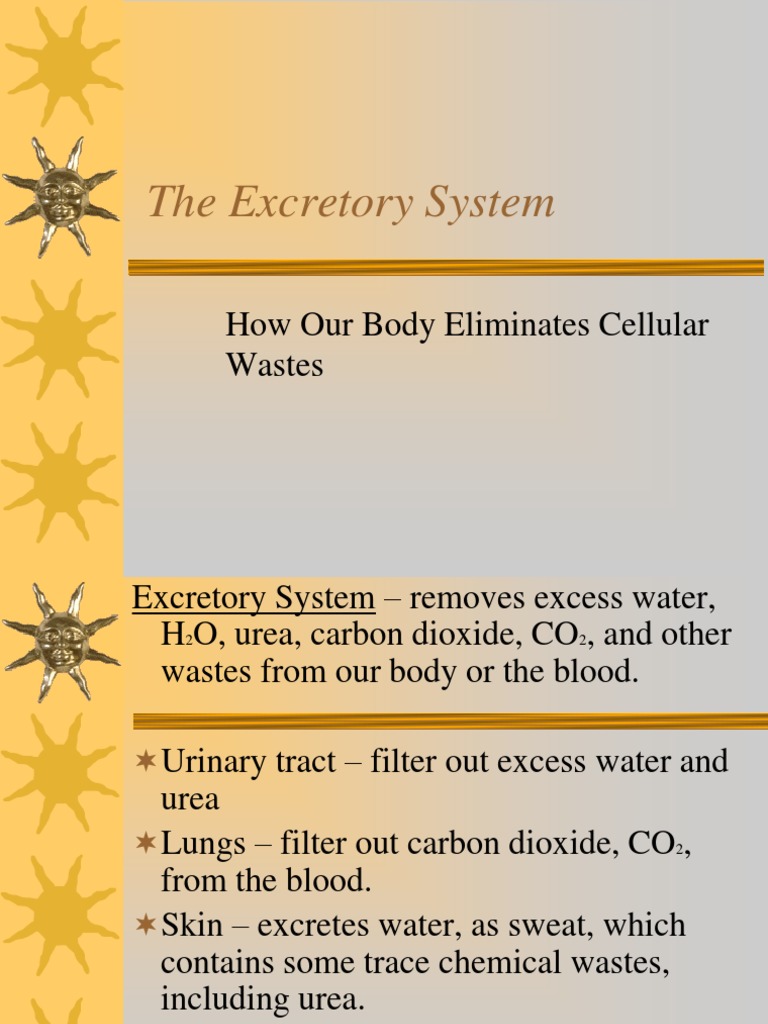 How the Excretory System Removes Wastes | PDF | Kidney | Urinary System