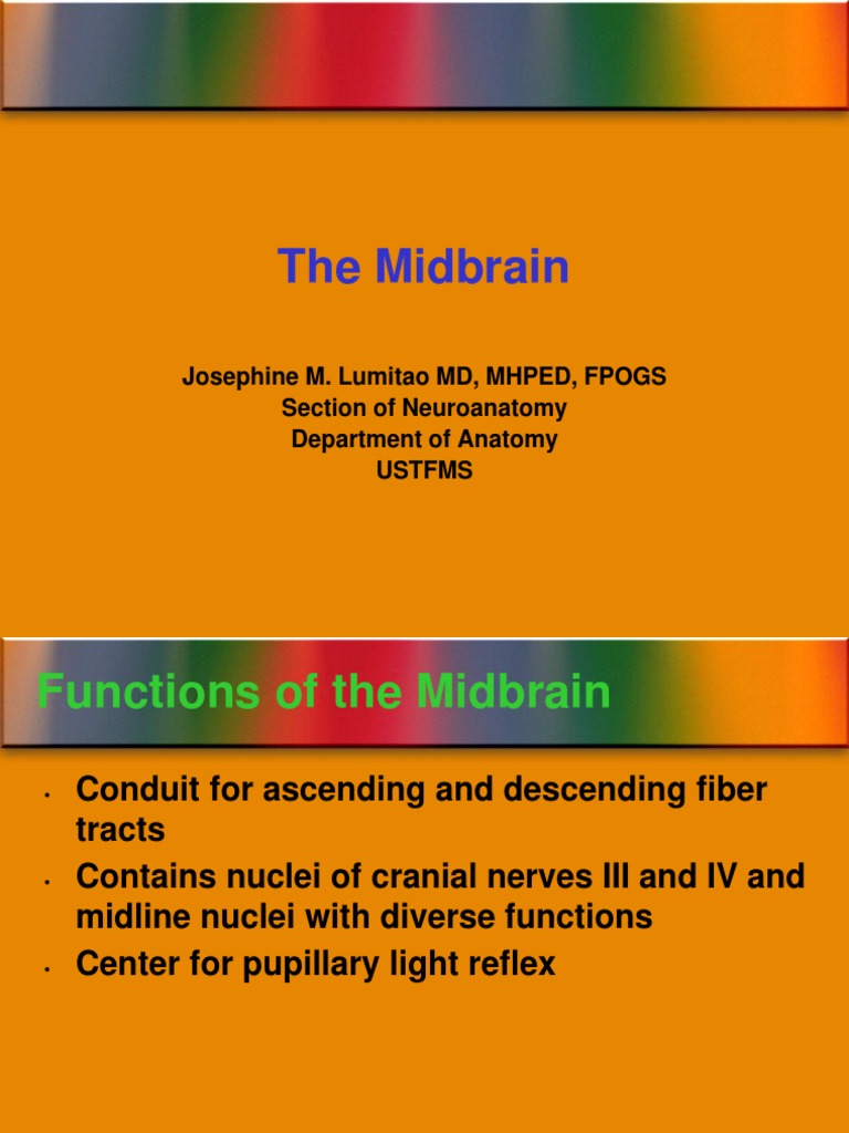 The Midbrain 2 | Brainstem | Neurology