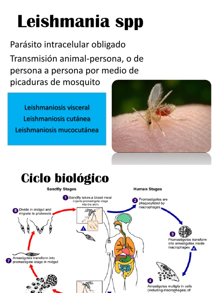 Leishmania SPP | PDF | Leishmania | Enfermedades animales