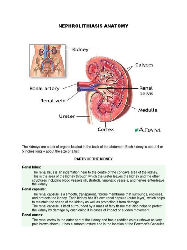 Nephrolithiasis Anatomy | Kidney | Artery