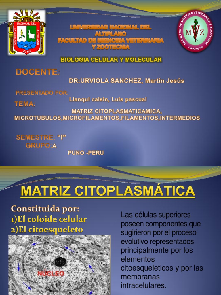 LLANQUI CALSIN Luis Pascual (Matriz Citoplasmatica) | PDF ...