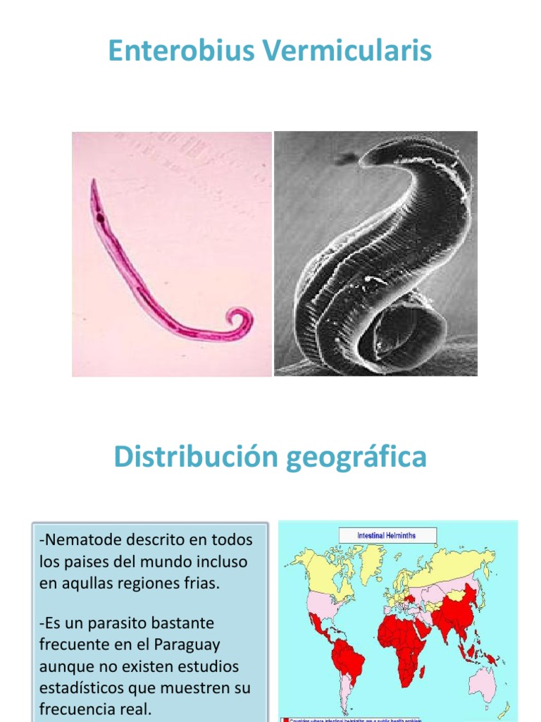 Enterobius Vermicularis | PDF | Especialidades Medicas | Enfermedades y ...
