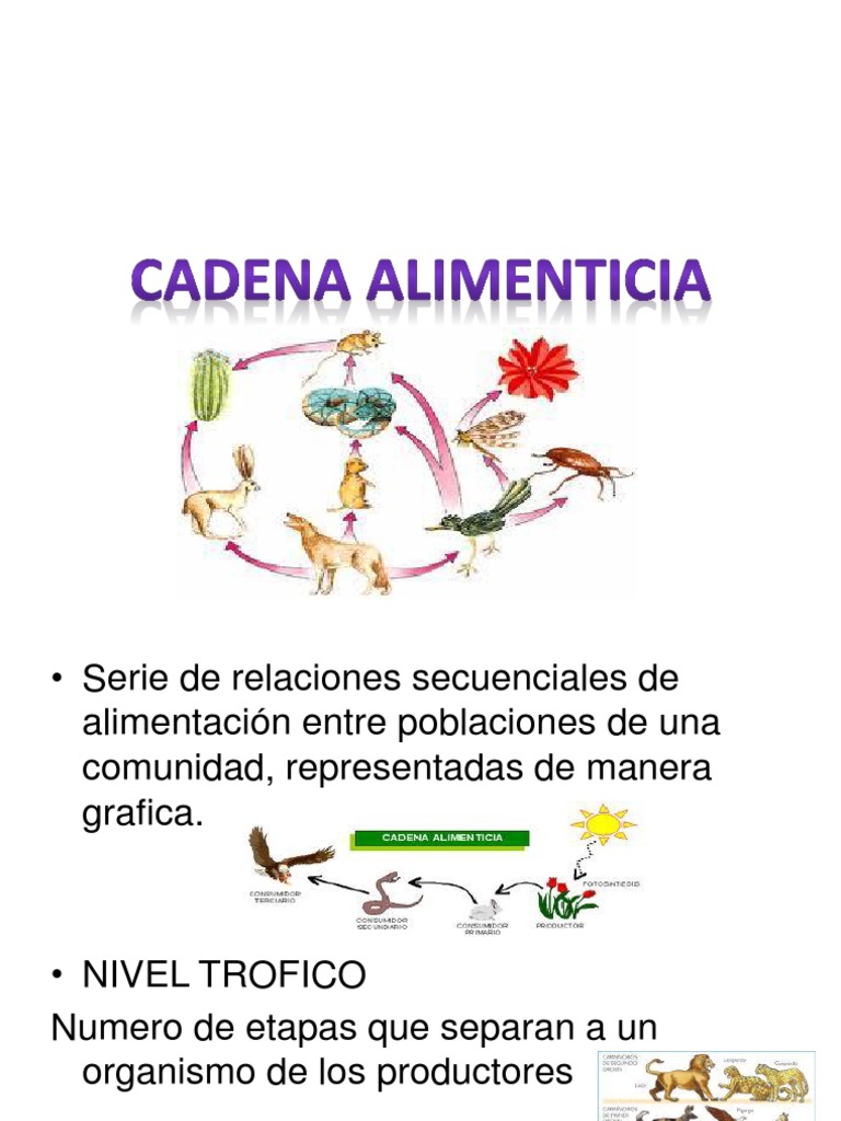 Cadenas Alimenticias: Detritofagas y Parasitarias | PDF | Ciencia y ...