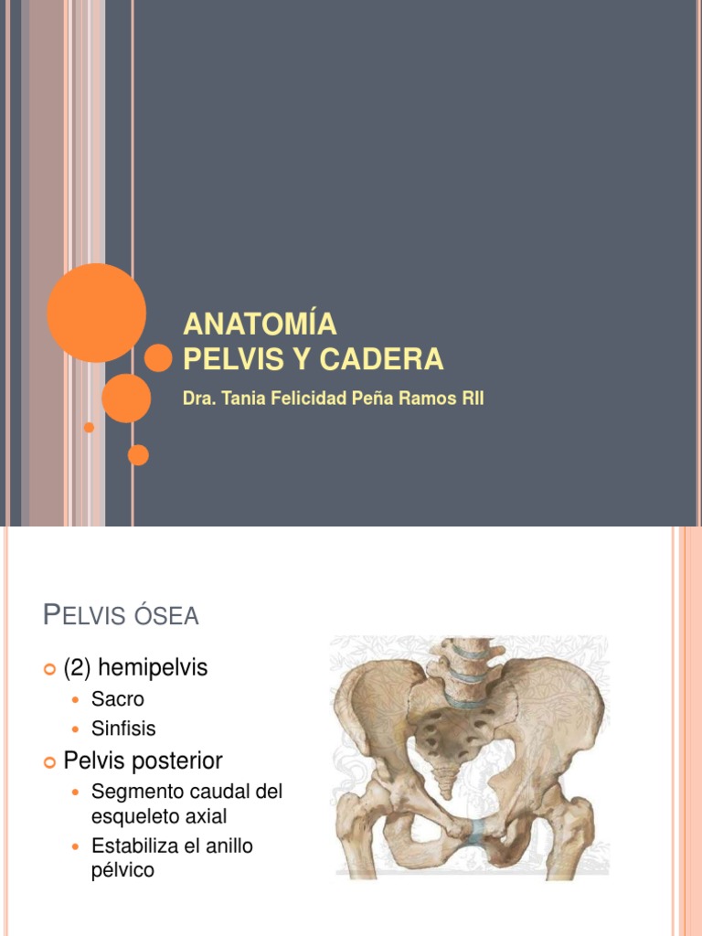 Anatomia Pelvis y Cad Era | Pelvis | Hip