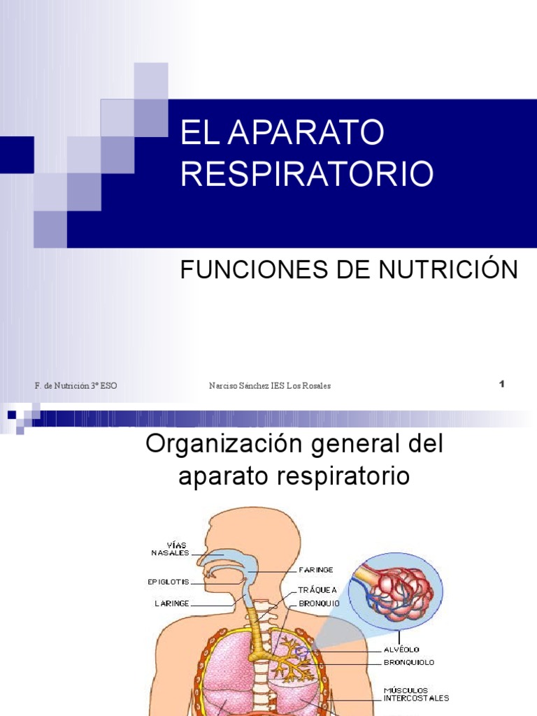 3º ESO Tema 2 Aparato Respiratorio | PDF | Pulmón | Anatomía humana