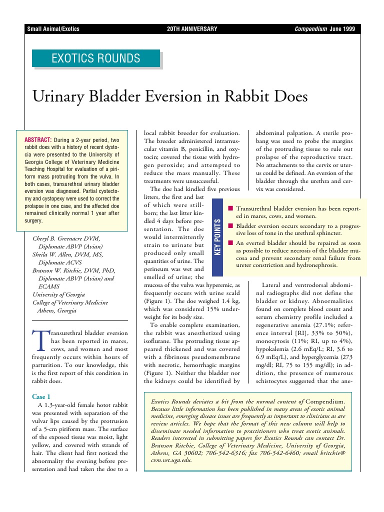 Rabbit Bladder Eversion Cases | PDF | Urinary Bladder | Genitourinary ...