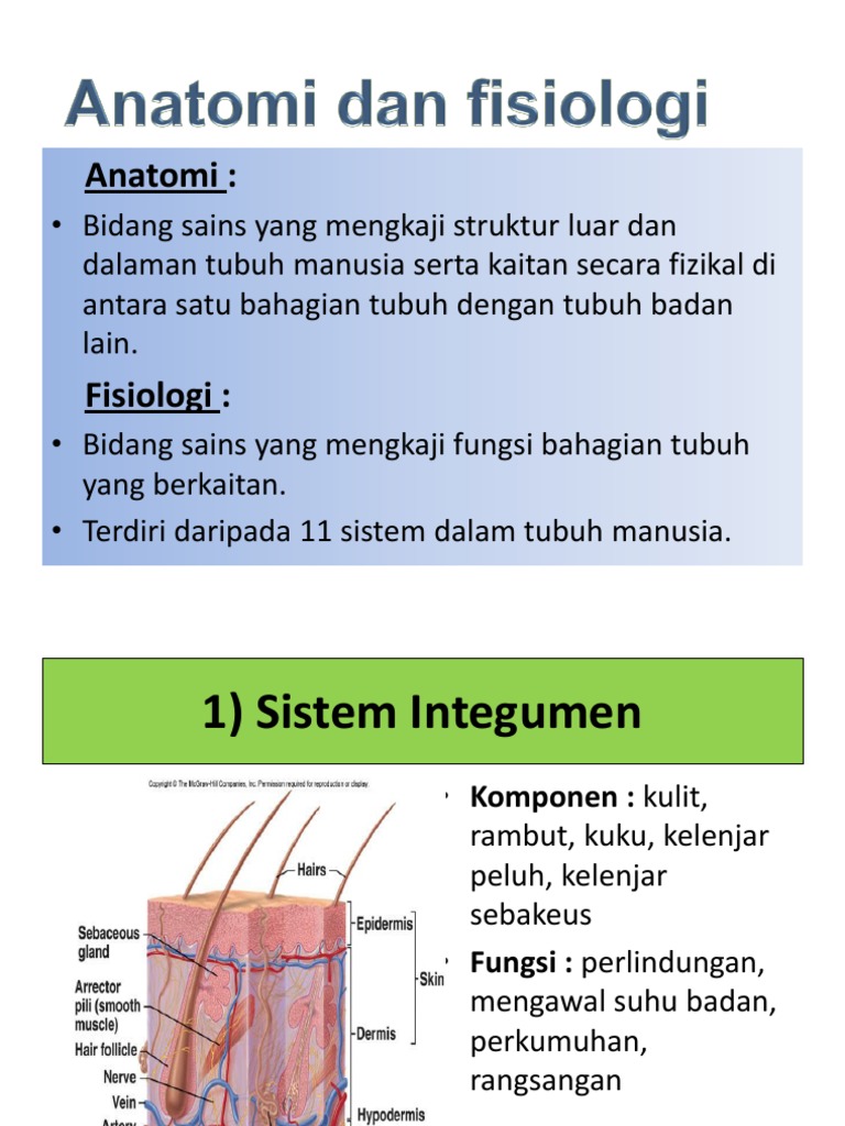 Anatomi Dan Fisiologi 1 | PDF