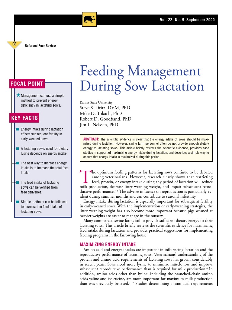 Feeding Strategies for Lactating Sows | PDF | Lysine | Weaning