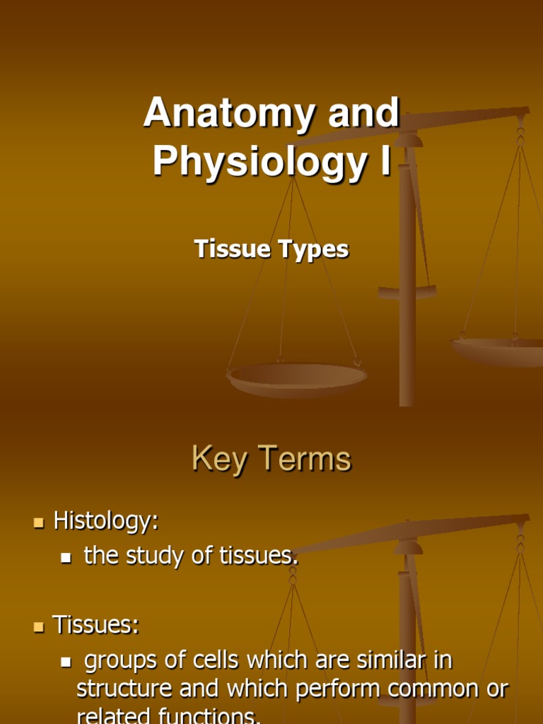 Anatomy Unit 4 - Tissue Types | PDF | Tissue (Biology) | Epithelium