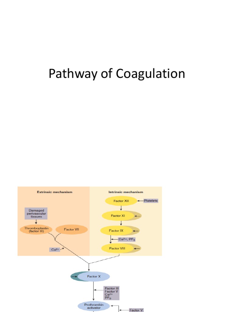 Jalur Koagulasi Darah | PDF | Coagulation | Blood Proteins