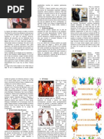 Danza Carnaval Pandilla de La Selva | PDF