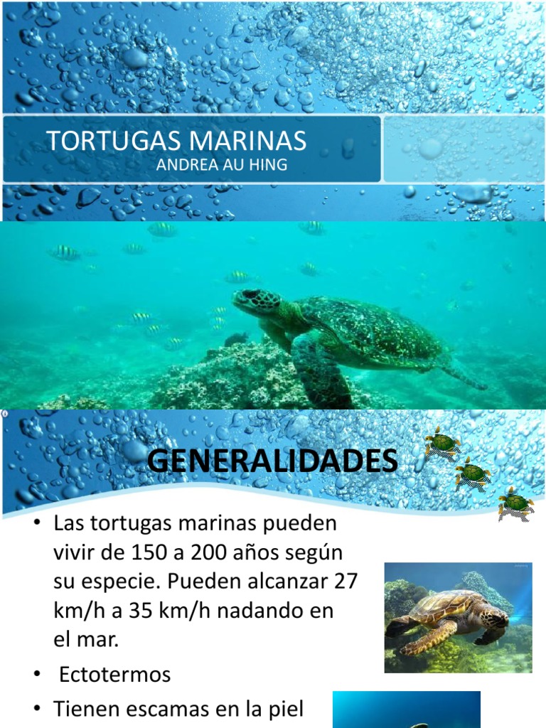 Tortugas Marinas: Datos y Alimentación | PDF