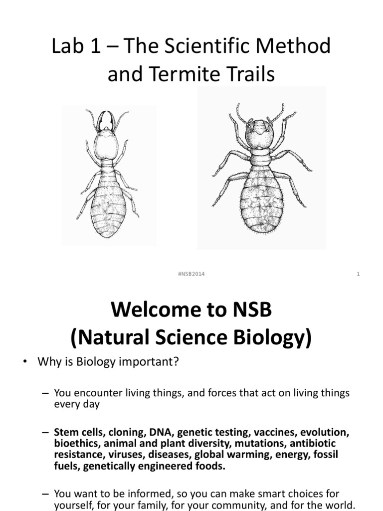 Lab 1 - The Scientific Method and Termite Trails Fall 2014 | PDF ...