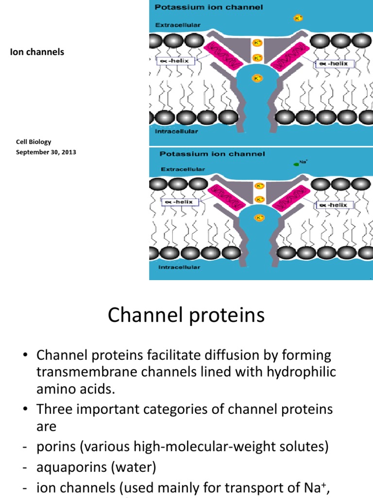Ion Channels | Ion Channel | Cell Membrane