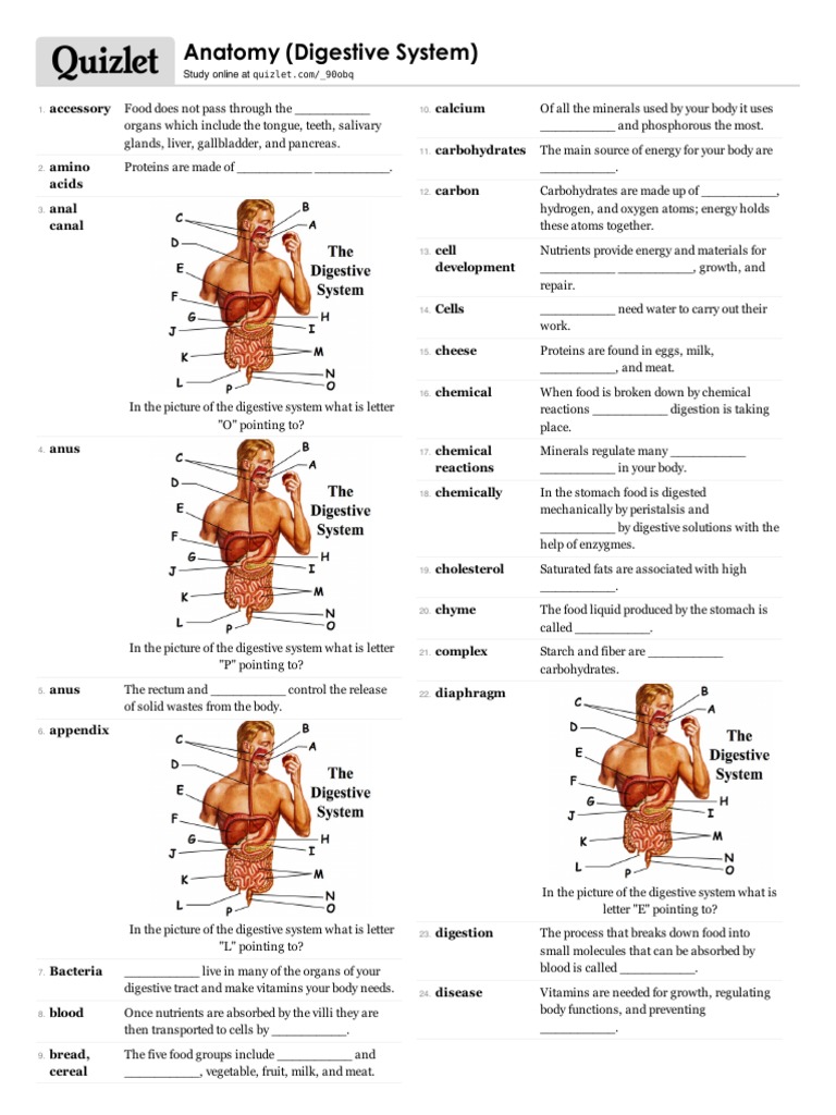 Anatomy Digestive System | PDF | Digestion | Human Digestive System