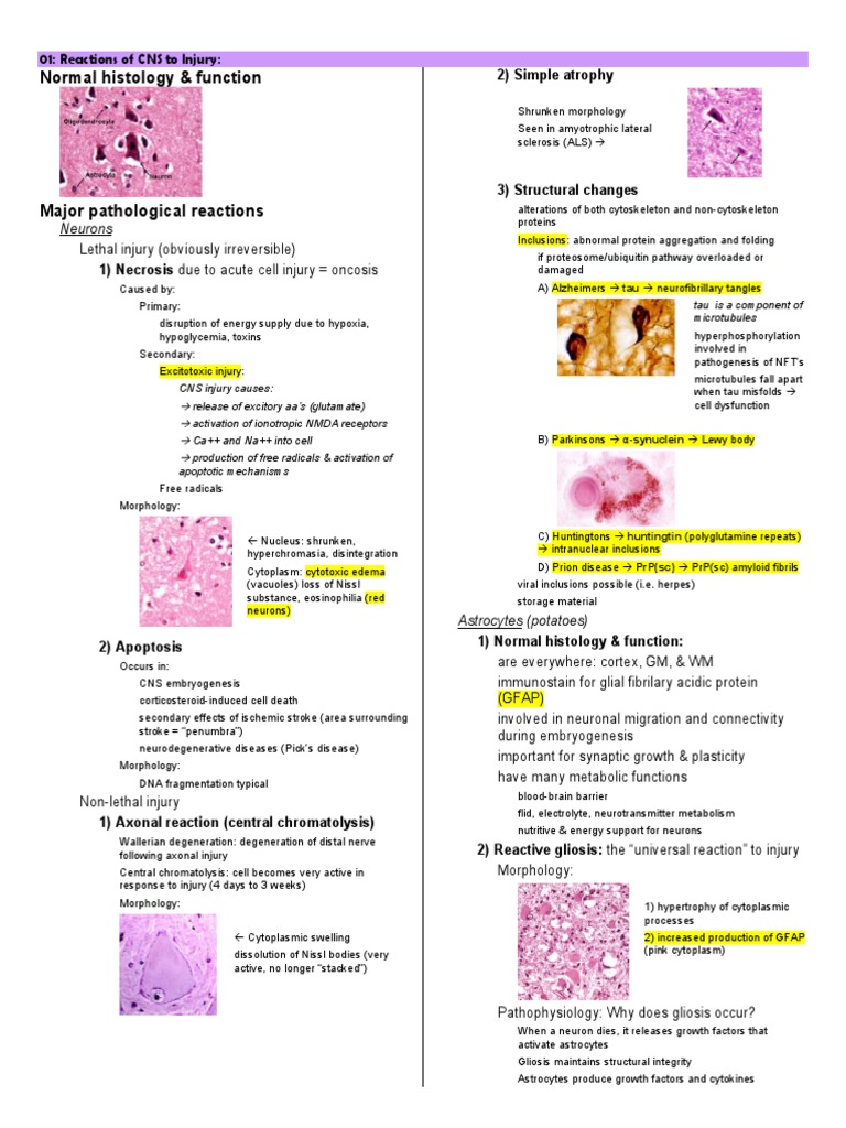 MBB2 Neurology | PDF | Cerebrospinal Fluid | Amyotrophic Lateral Sclerosis