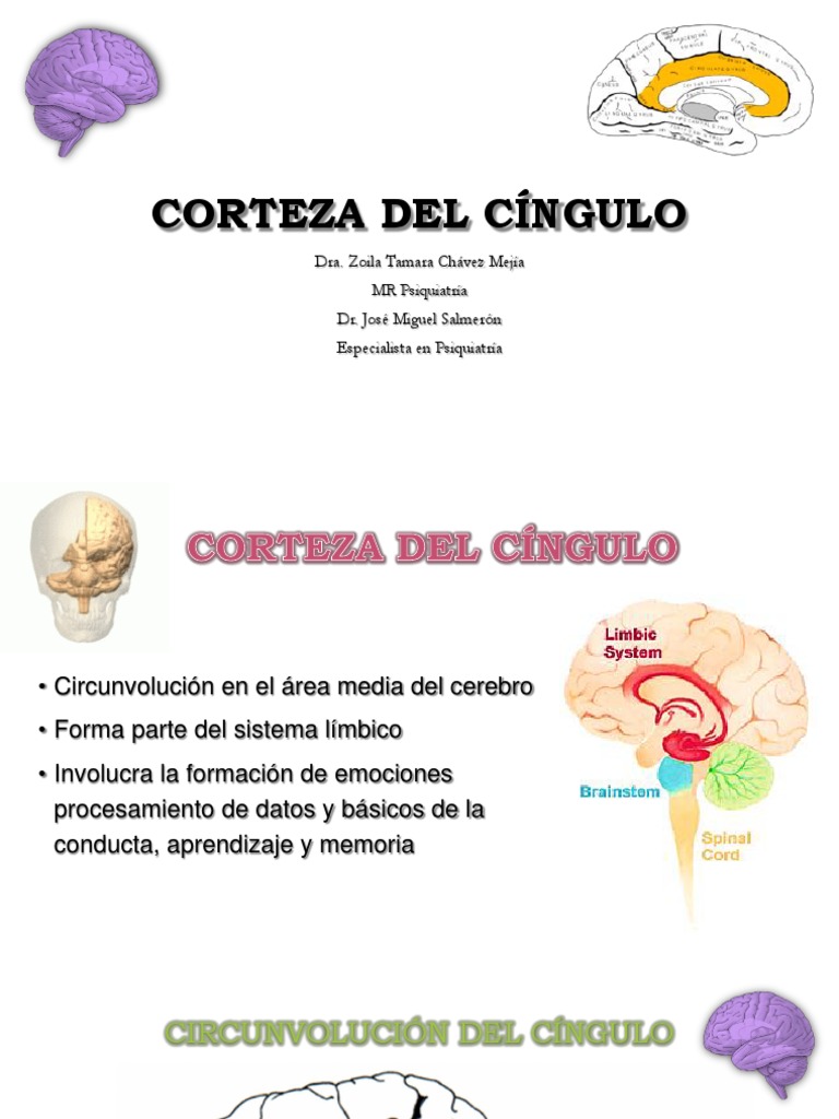 Corteza Del Cíngulo | PDF | Neurobiología | Cerebro